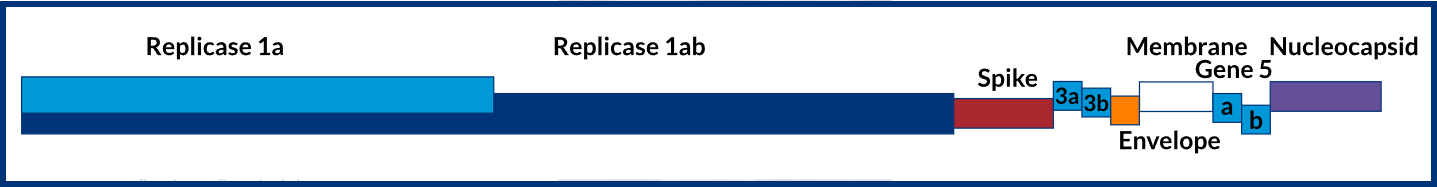 Microbiology ‐ infectious bronchitis virus (IBV)